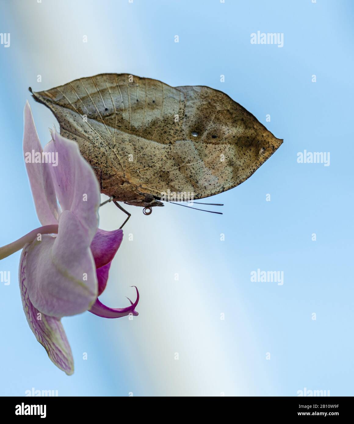 Leaf like butterfly hi-res stock photography and images - Alamy