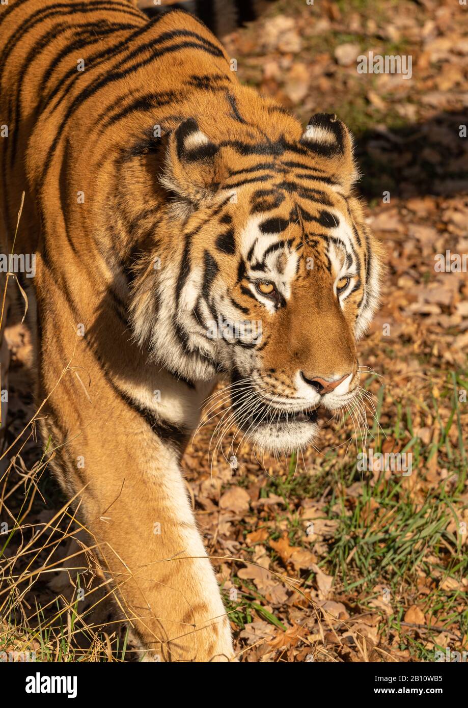 Tiger stripes pattern hi-res stock photography and images - Alamy
