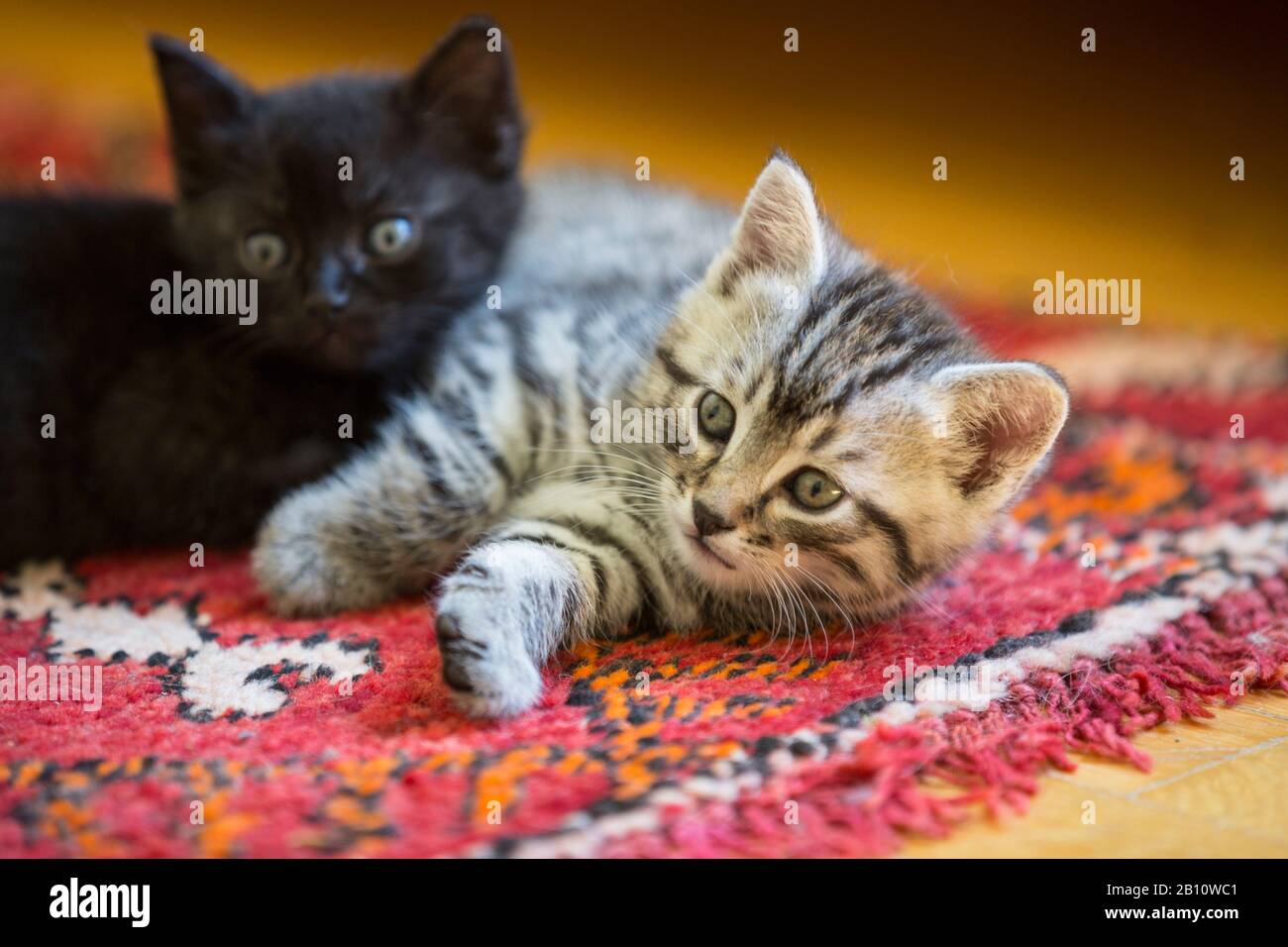 Kittens laying on carpet hi-res stock photography and images - Alamy
