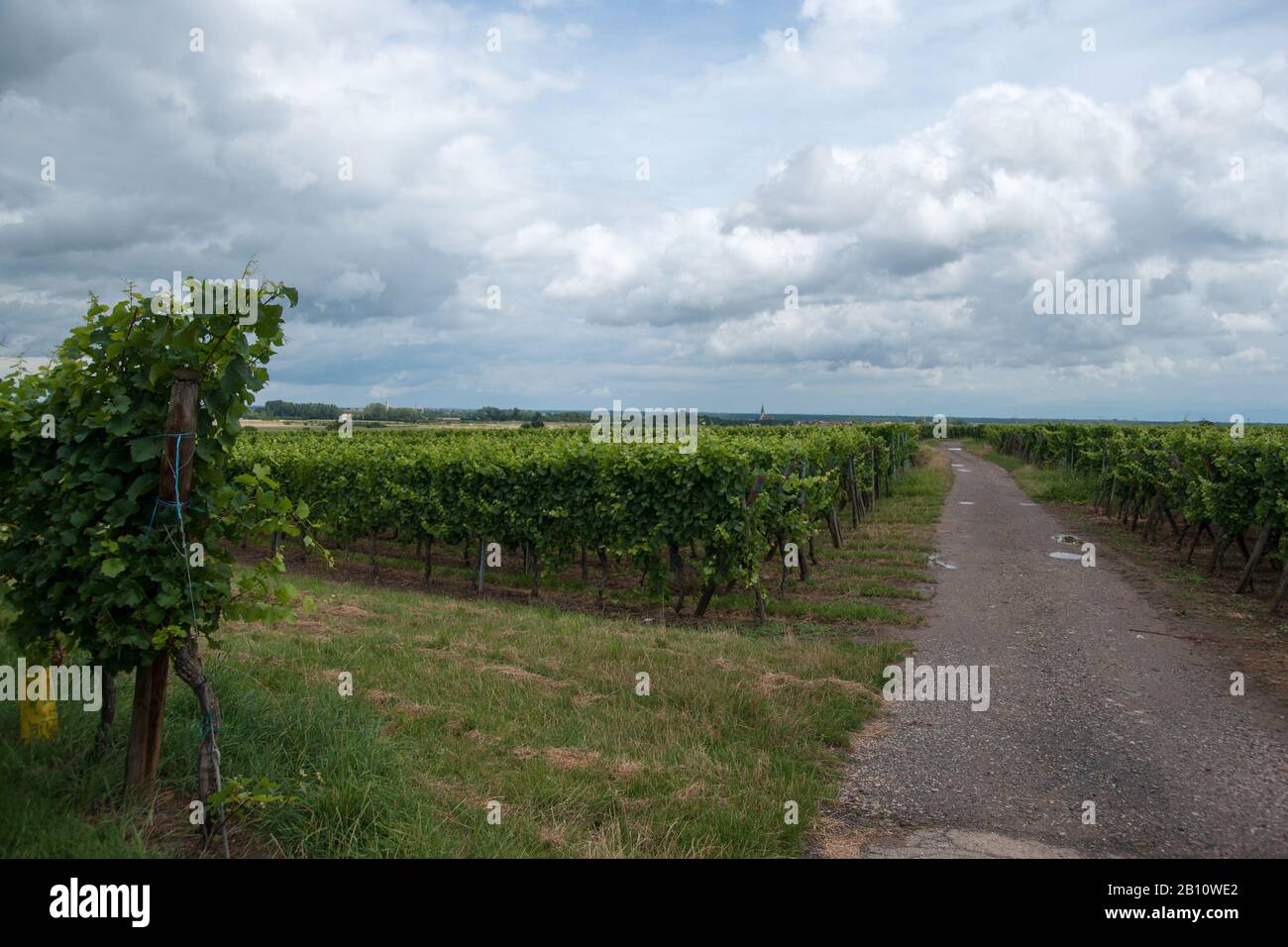 Hiking in Alsace with vinewyard views in France vacation Stock Photo ...