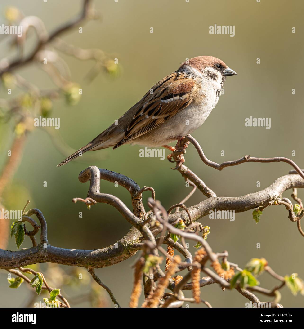 Young sparrow hi-res stock photography and images - Alamy