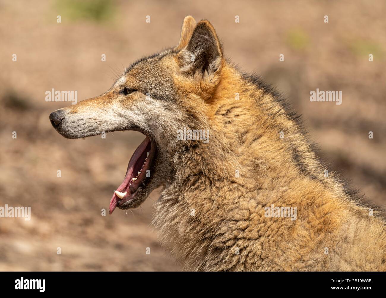 portrait of a wolf yawning, zoo Stock Photo - Alamy