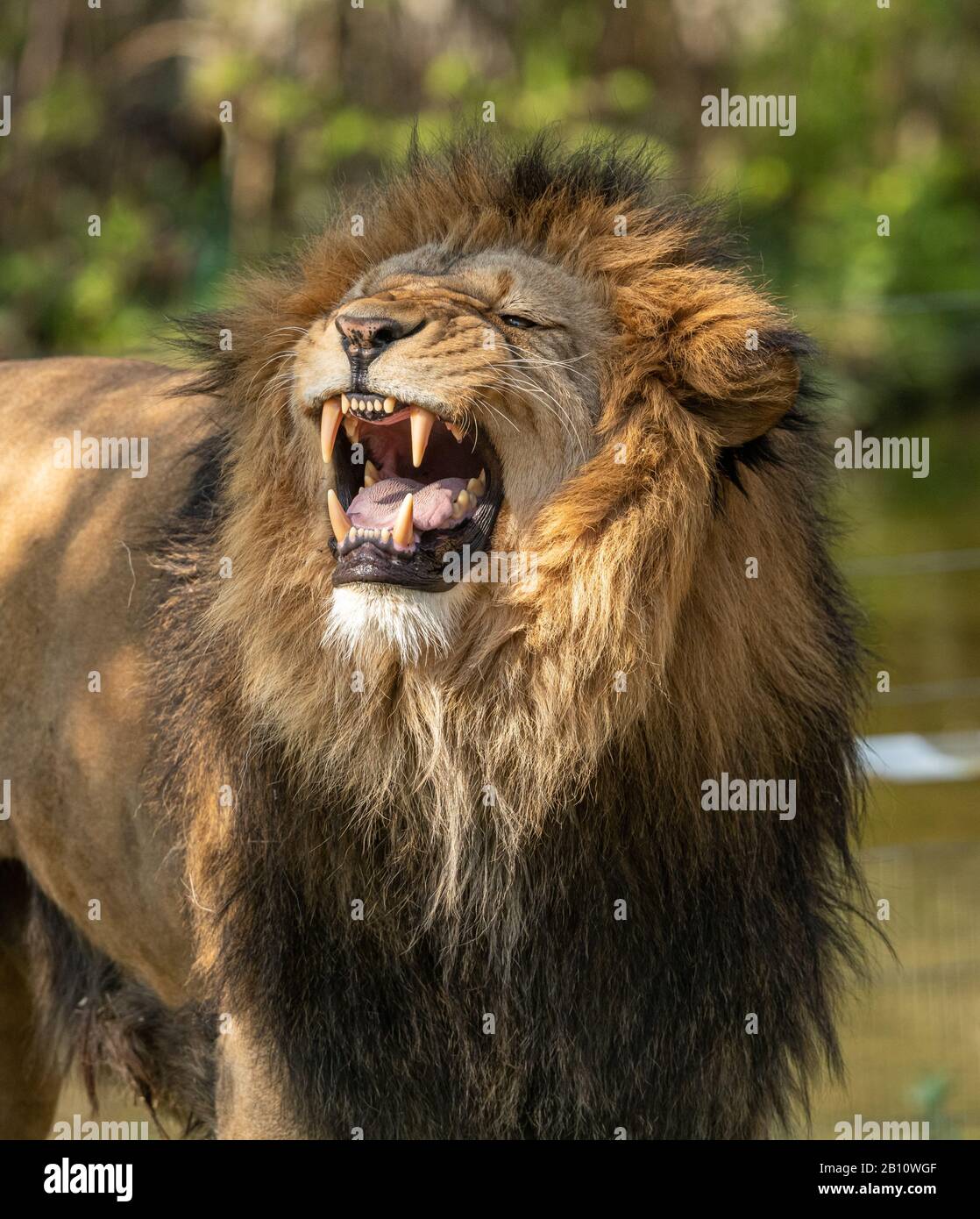 lion male roaring showing teeth, zoo Stock Photo - Alamy