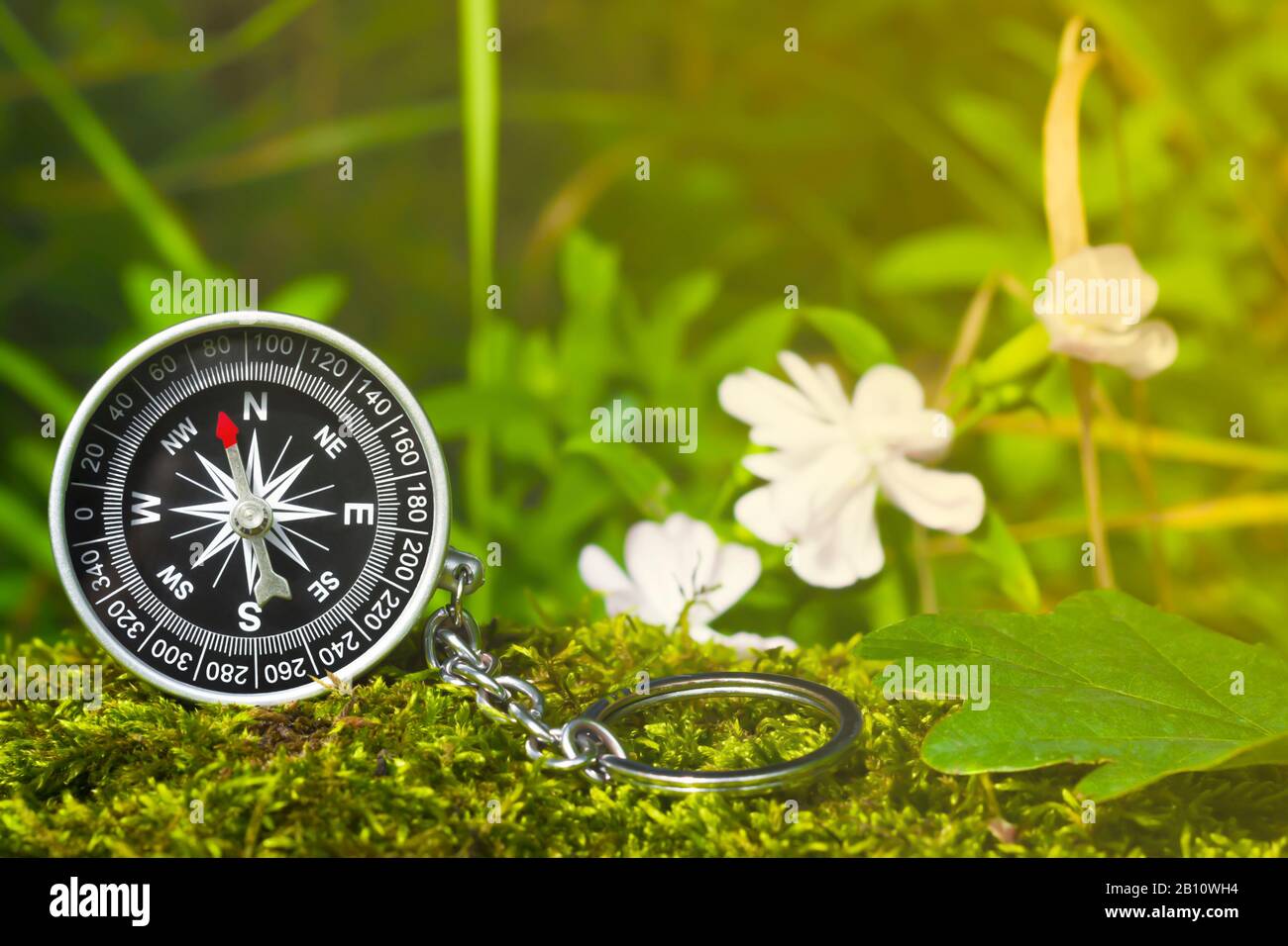 Compass on the moss in the forest with sunlight Stock Photo - Alamy