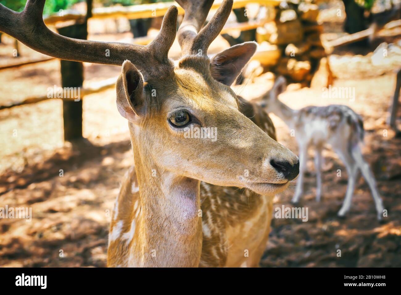 Deer head close up view. Wildlife in natural habitat Stock Photo - Alamy