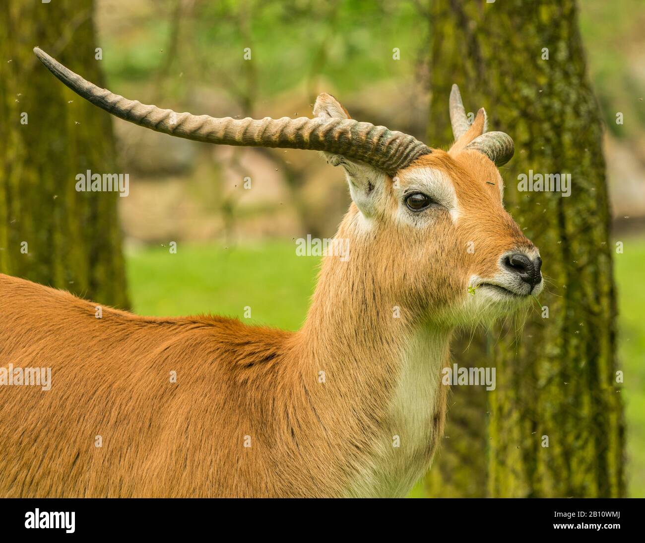 side portrait of horned antelope in front of tree stems, in zoo Stock ...