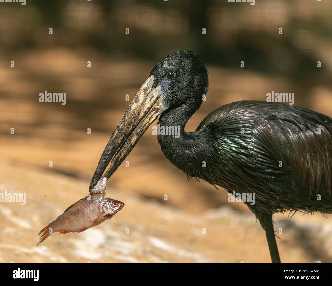 black stork bird with fish in beak, zoo Stock Photo - Alamy