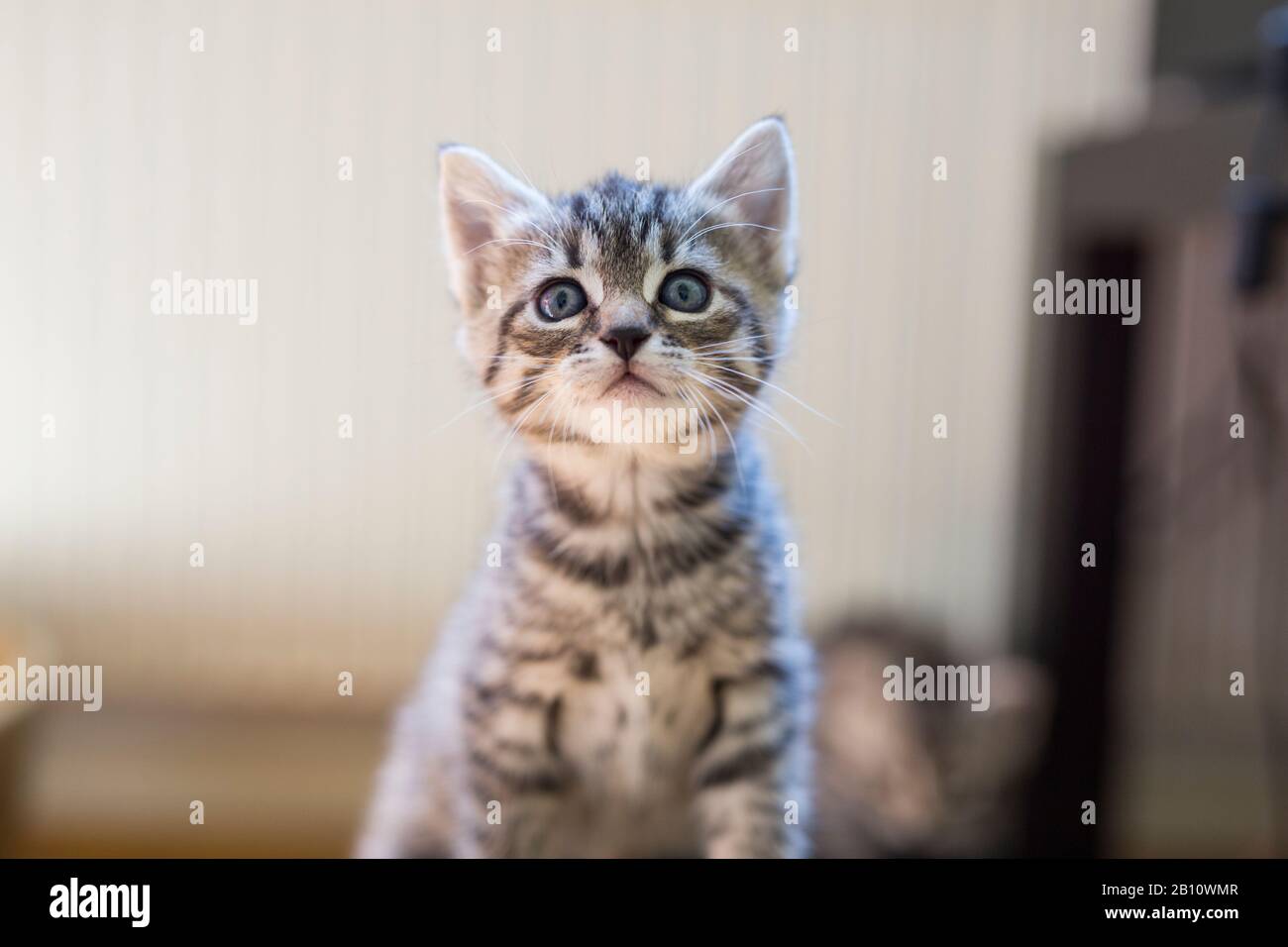 Little kitten looks curious Stock Photo - Alamy