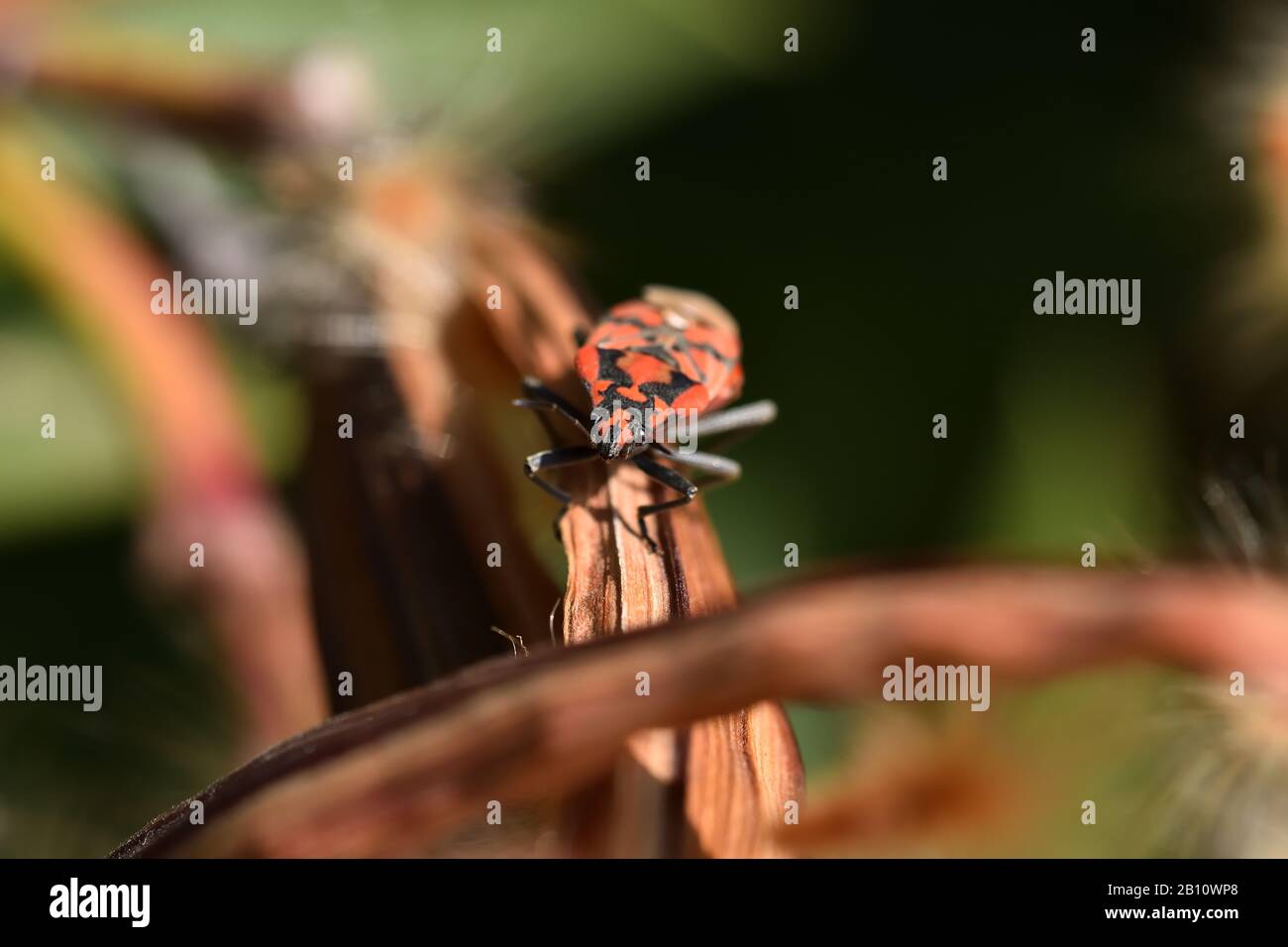 Red bug walking through an oleander's seed capsule Stock Photo - Alamy