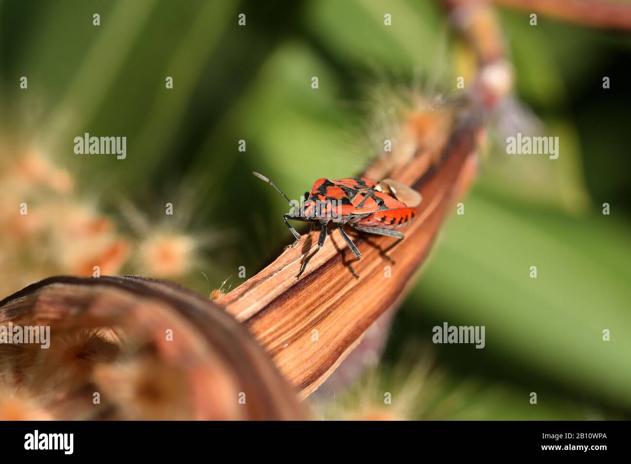 Red bug walking through an oleander's seed capsule Stock Photo - Alamy