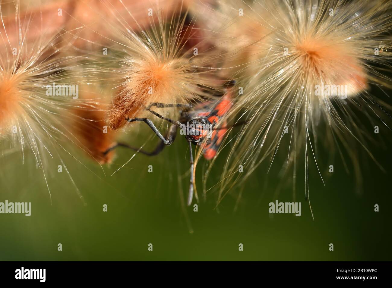Red bug walking through an oleander's seed capsule Stock Photo - Alamy