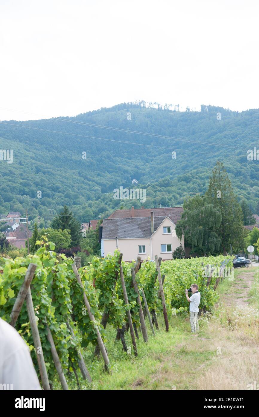 Hiking in Alsace with vinewyard views in France vacation Stock Photo ...