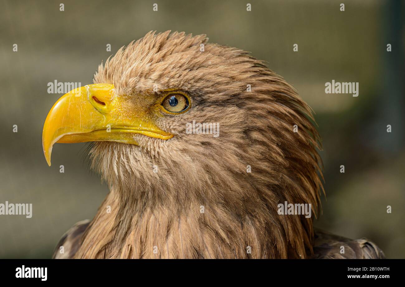 Sea eagle species hi-res stock photography and images - Alamy