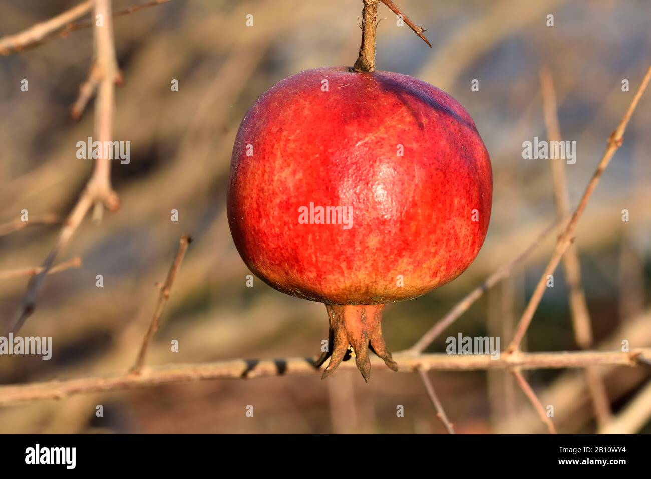 Deep red pomegranate glowing in the sun on a dry branch Stock Photo - Alamy