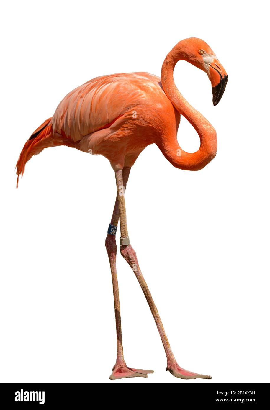 bright orange flamingo standing on the sand white background isolated ...