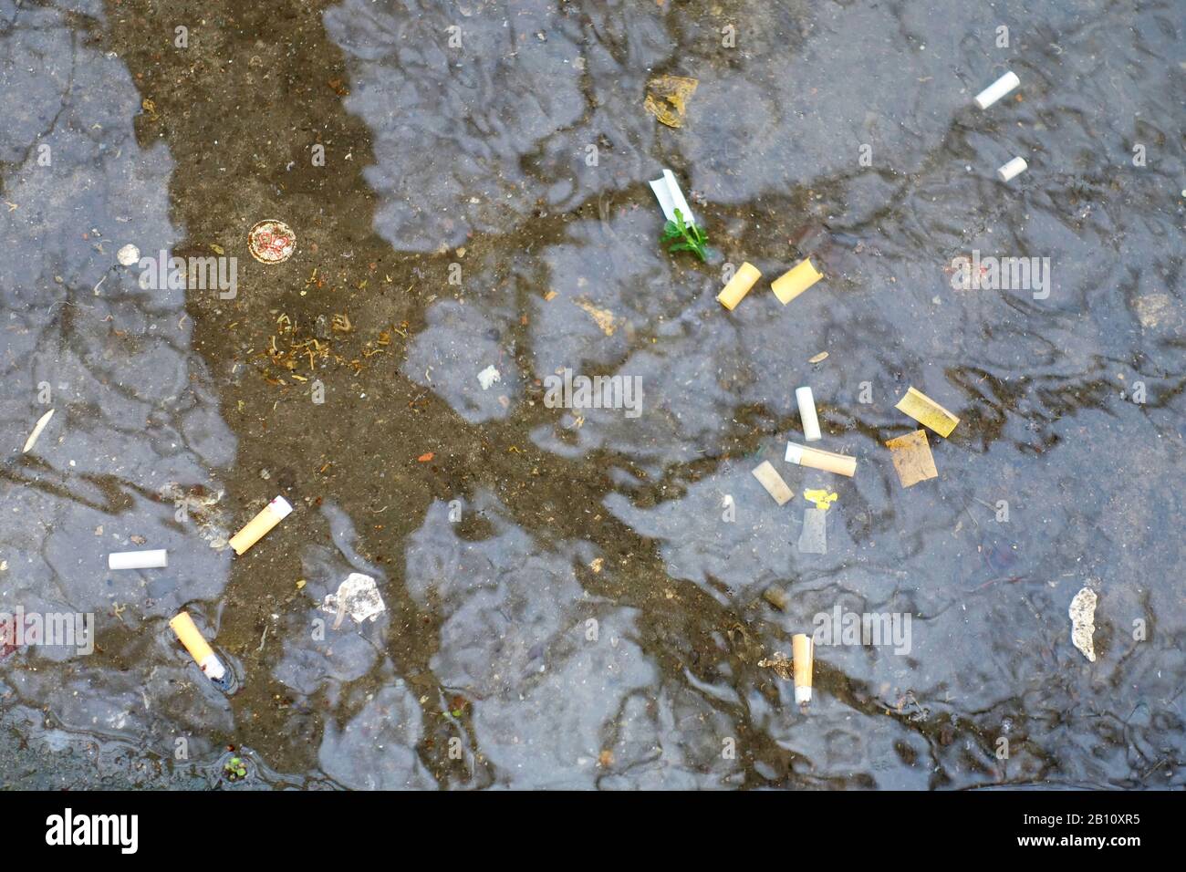 Soaked cigarette butts in a puddle Stock Photo - Alamy
