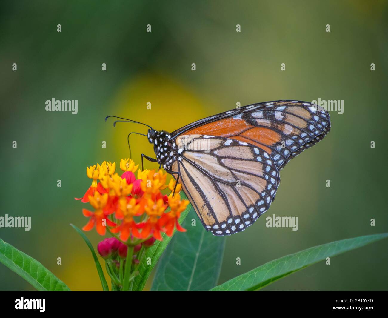 monarch butterfly,Danaus plexippus) is a milkweed butterfly in the ...