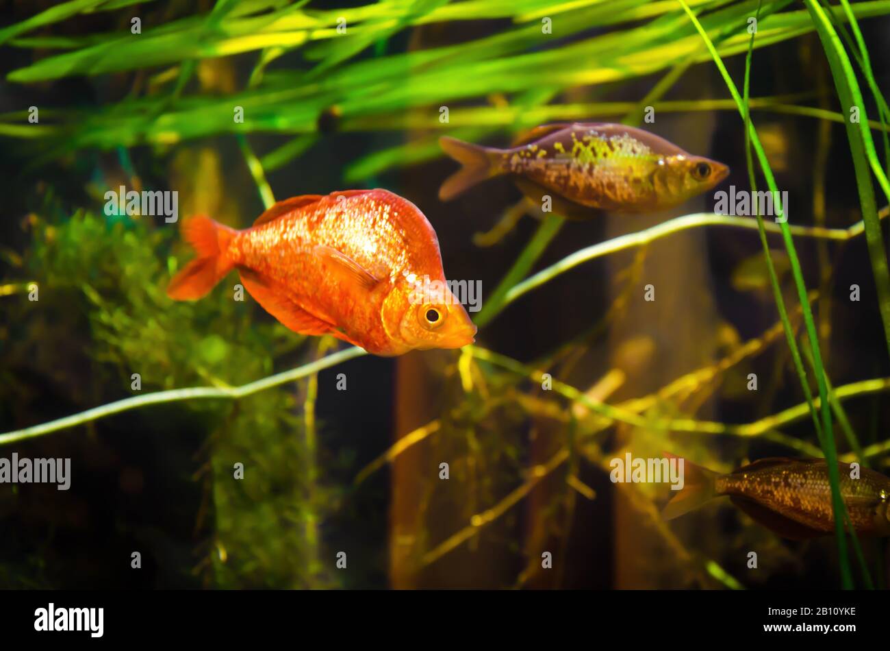 Rainbowfish hi-res stock photography and images - Alamy