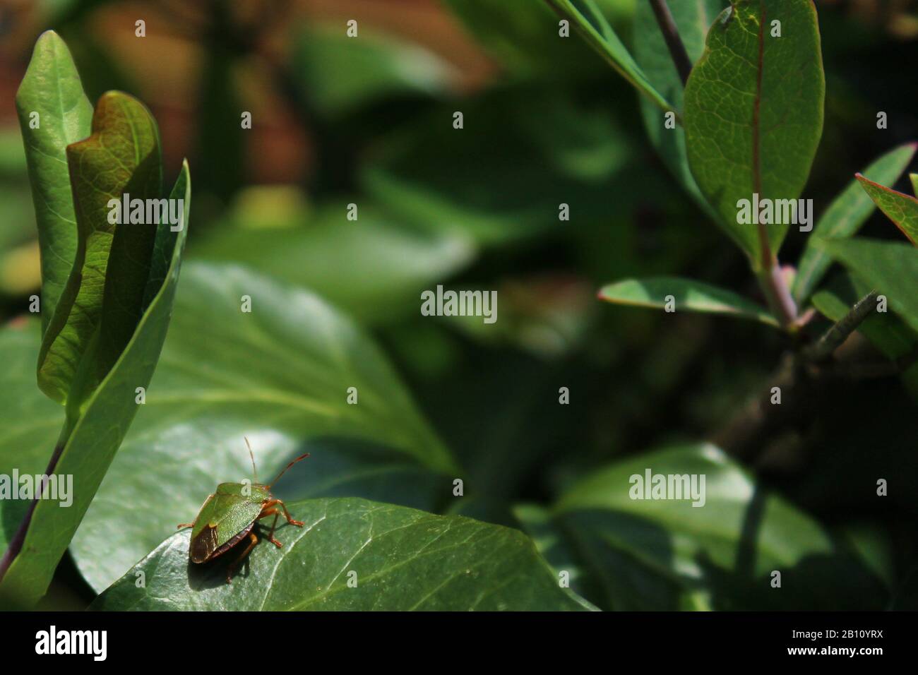 The picture shows a green bug in the garden Stock Photo - Alamy