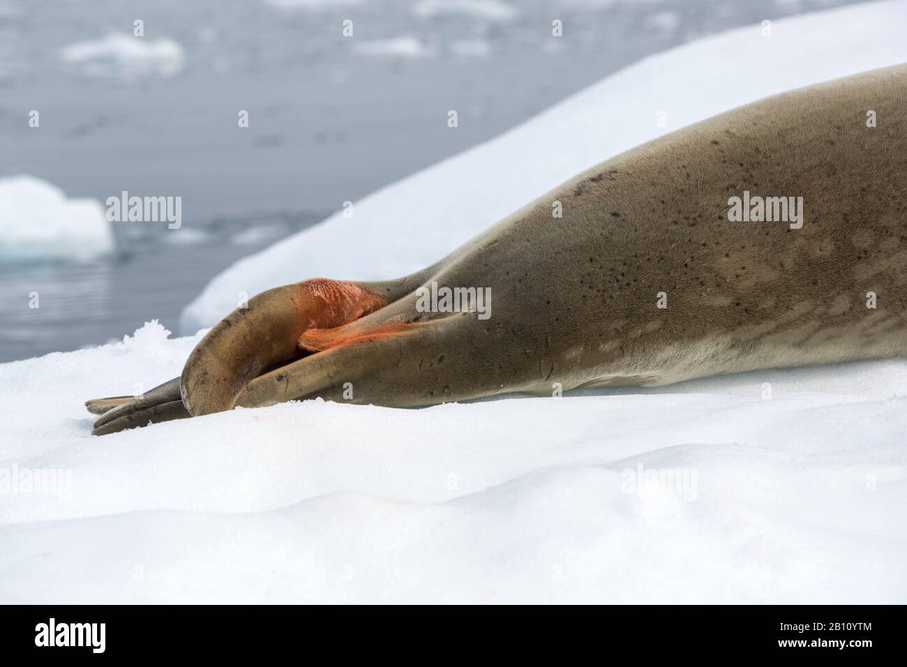 Seal poo hi-res stock photography and images - Alamy