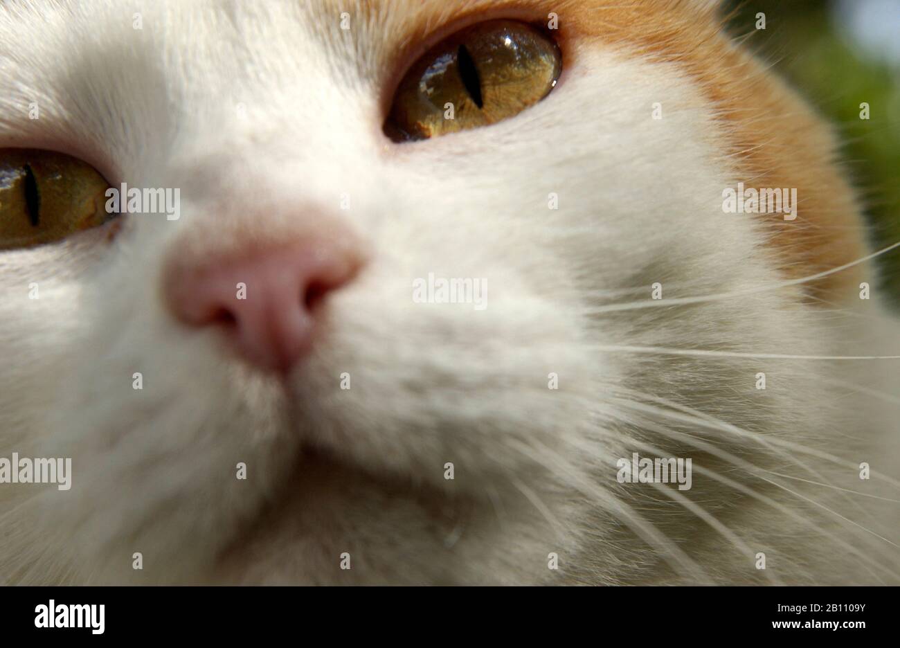 Cat face close up Stock Photo - Alamy