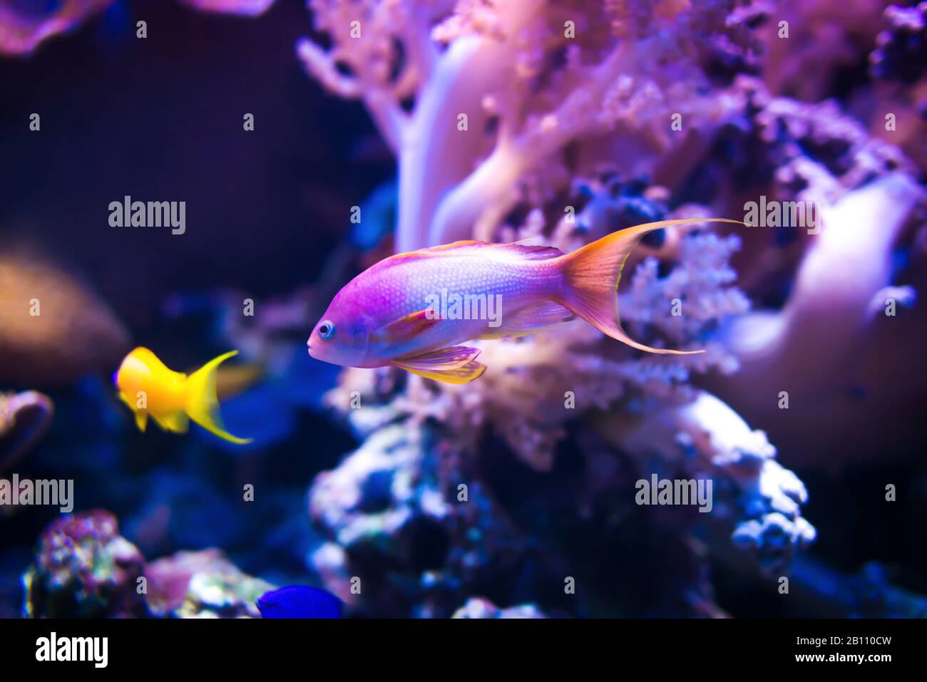 Lyretail coralfish anthias sea hi-res stock photography and images - Alamy