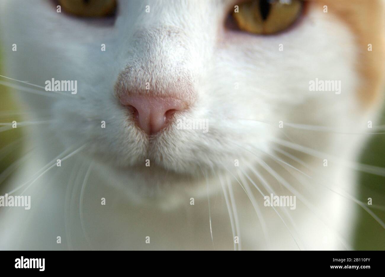 Cat face close up Stock Photo - Alamy