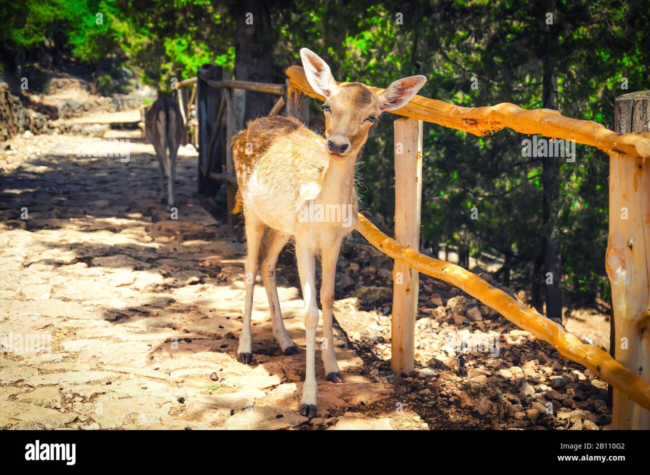 Summer deer landscape hi-res stock photography and images - Alamy
