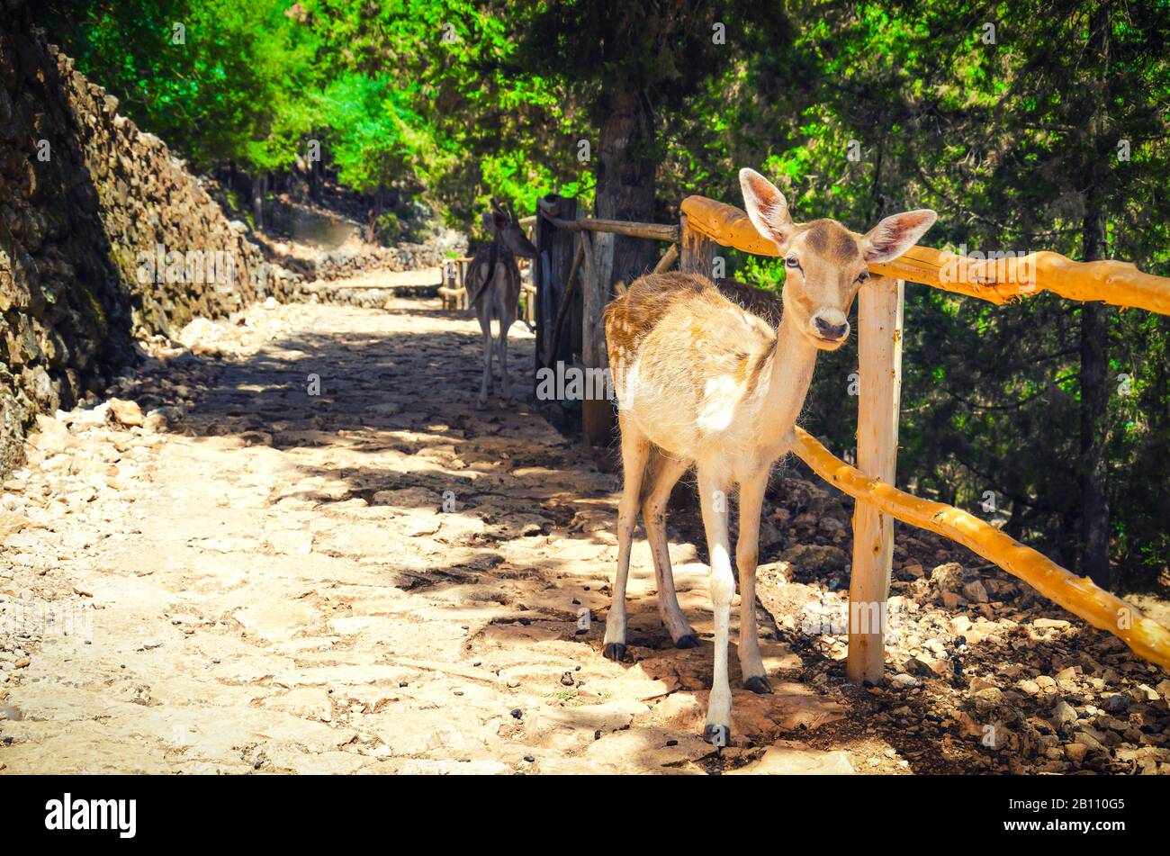 Summer deer landscape hi-res stock photography and images - Alamy