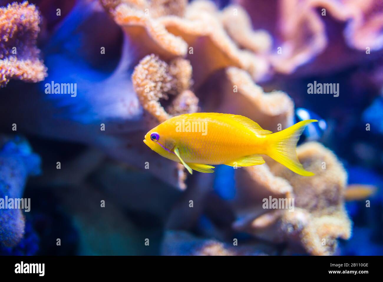 Yellow sea goldie fish on orange and pink coral background Stock Photo ...