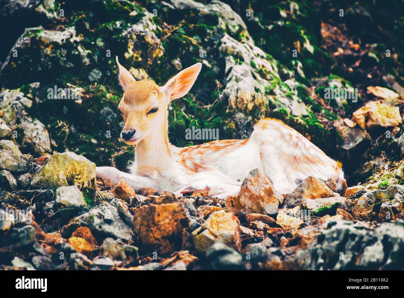 Deer laying down hi-res stock photography and images - Alamy
