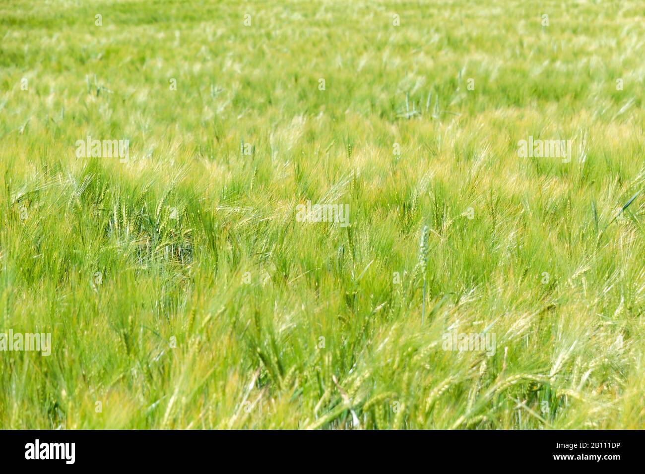 Wavy cereal meadow in Poland. Green background Stock Photo - Alamy