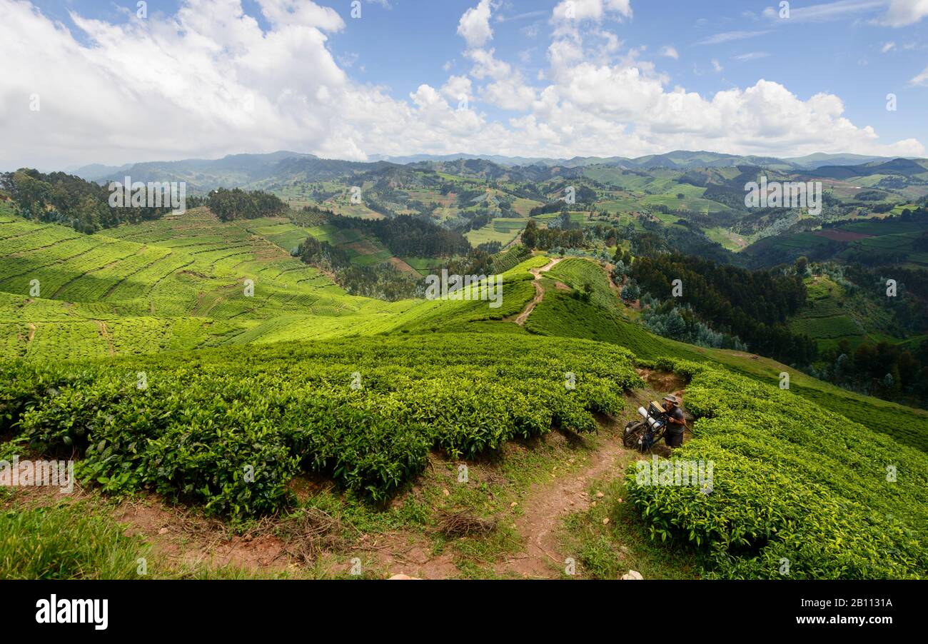 Cycling through the tea plantations of western Rwanda, Africa Stock ...