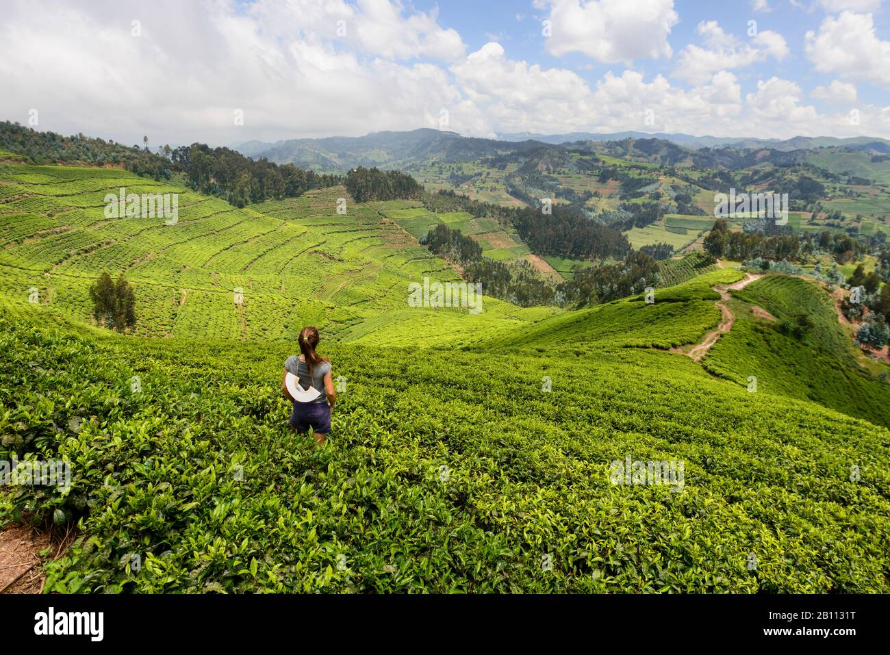 Tea plantations in western Rwanda, Africa Stock Photo - Alamy