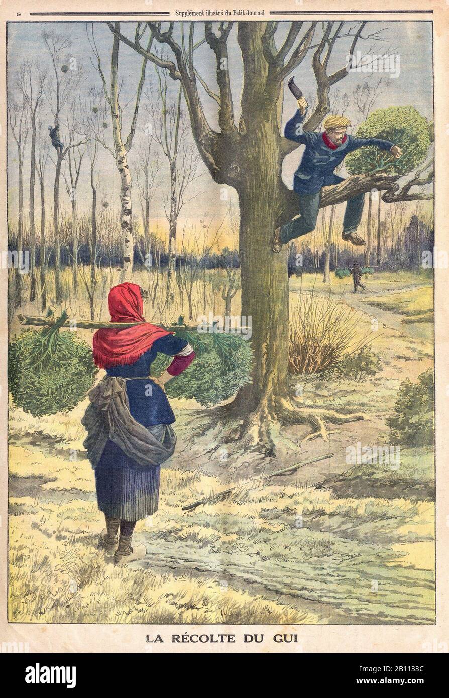 La récolte du gui - The mistletoe harvest - In "Le Petit Journal ...