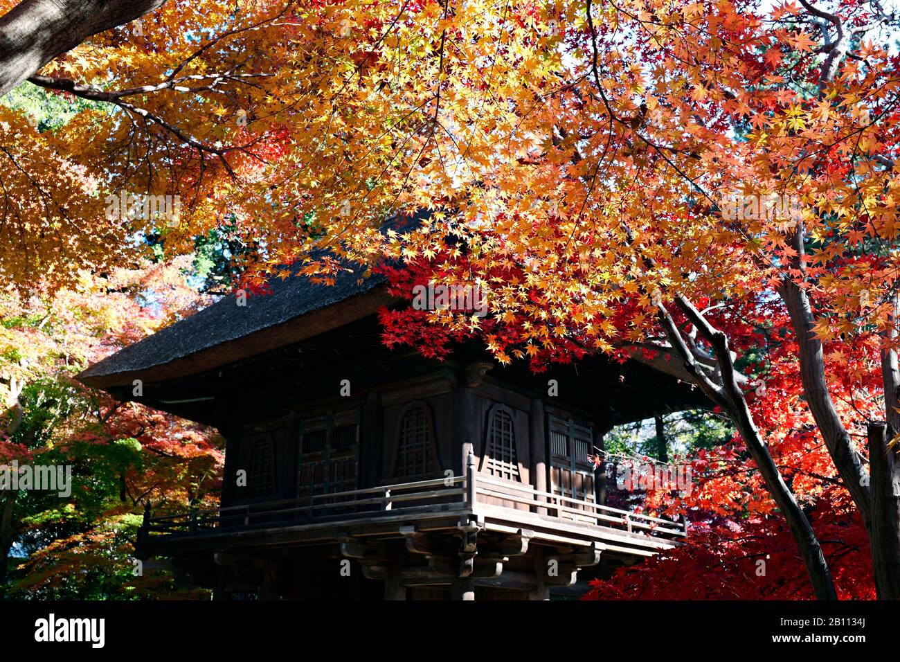 Japan, Honshu island, Kanto, Tokyo, sanctuary and gardens in autumn ...