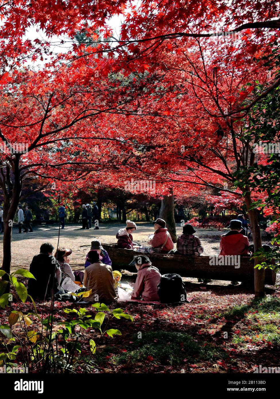 Japan, Honshu island, Kanto, Tokyo, sanctuary and gardens in autumn ...