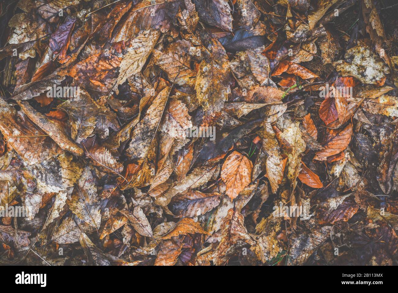 Overhead shot of leaves hi-res stock photography and images - Alamy