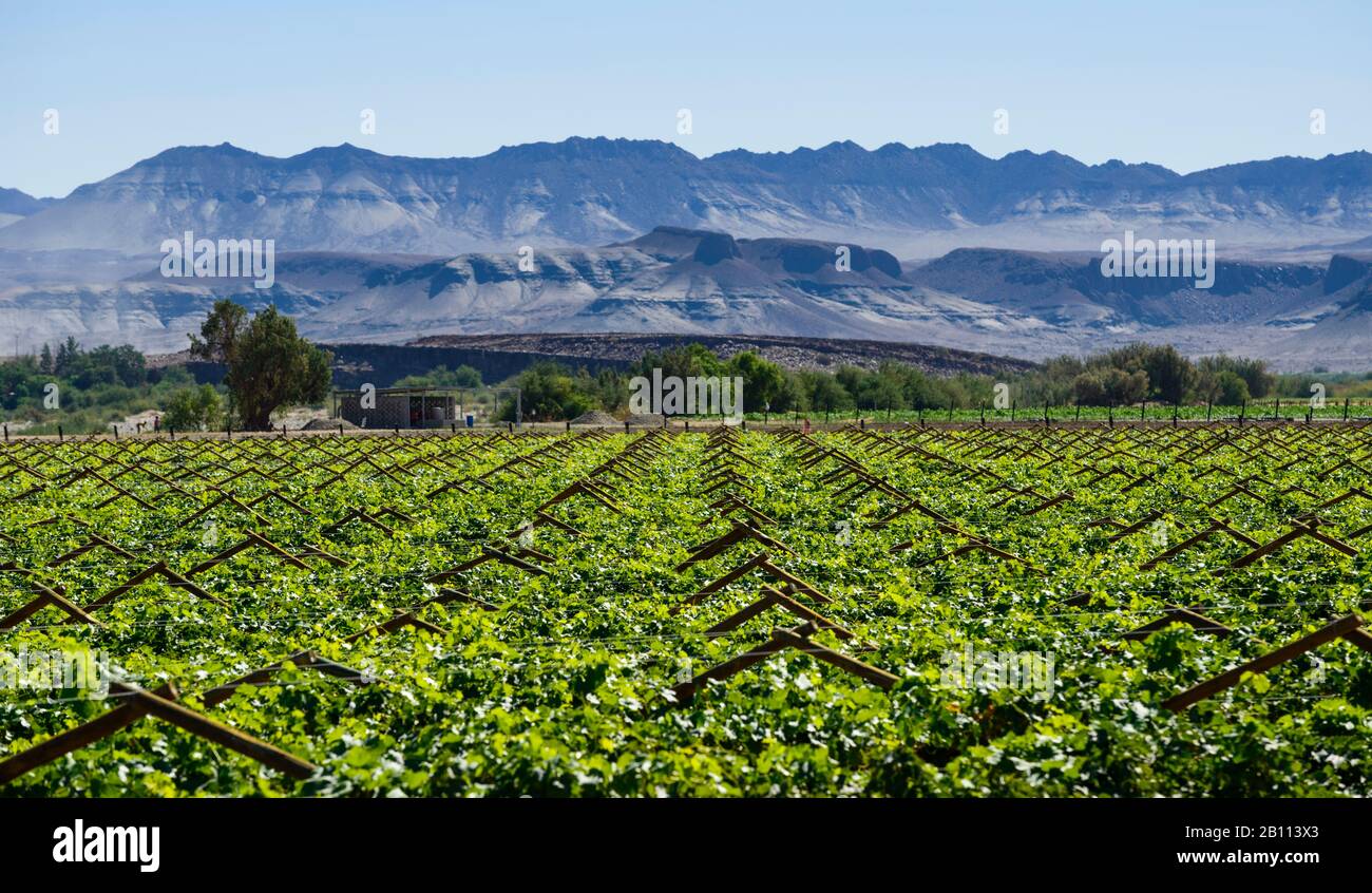 Namibian vineyards in the desert, Aussenkehr, Namibia, Africa Stock ...