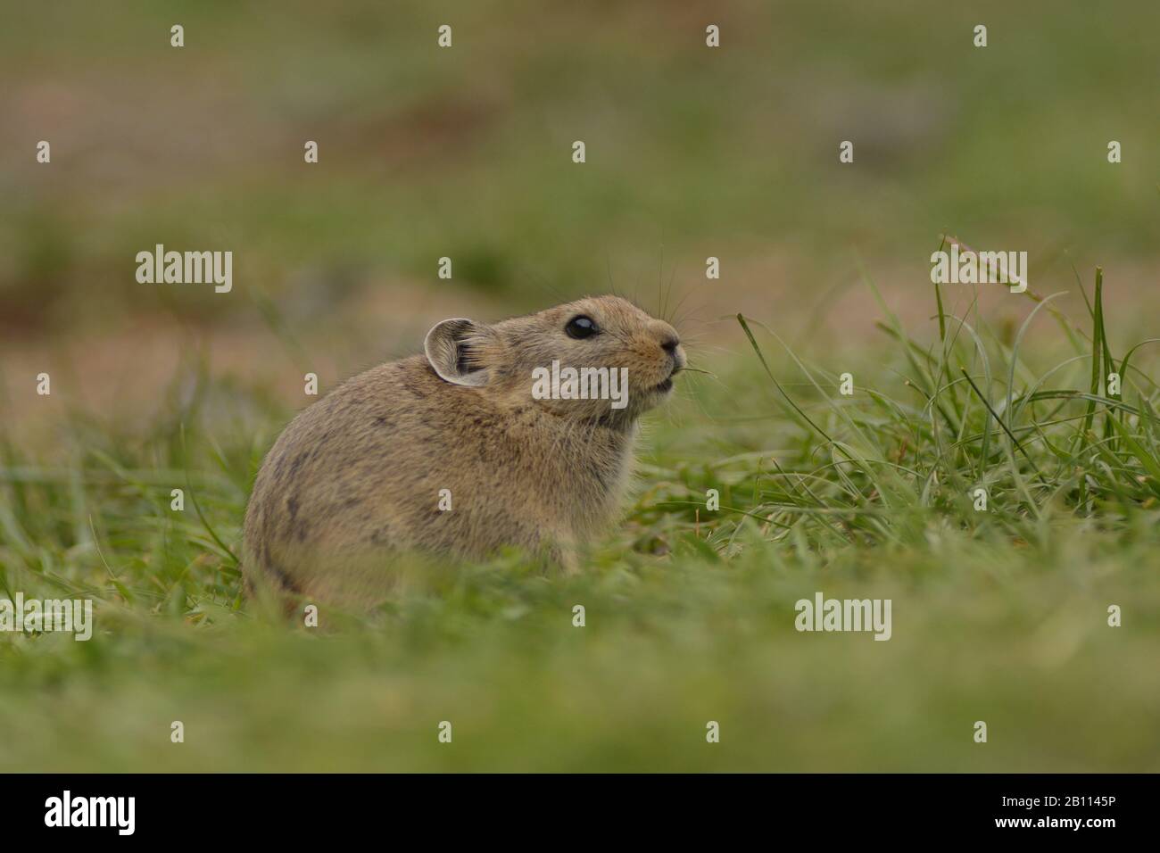 Mongolian pipe rabbit hi-res stock photography and images - Alamy