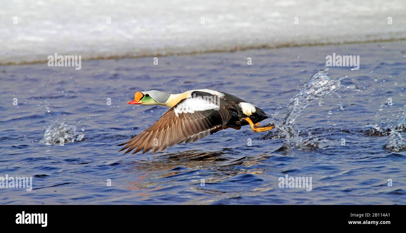 Male eider duck in flight hi-res stock photography and images - Alamy