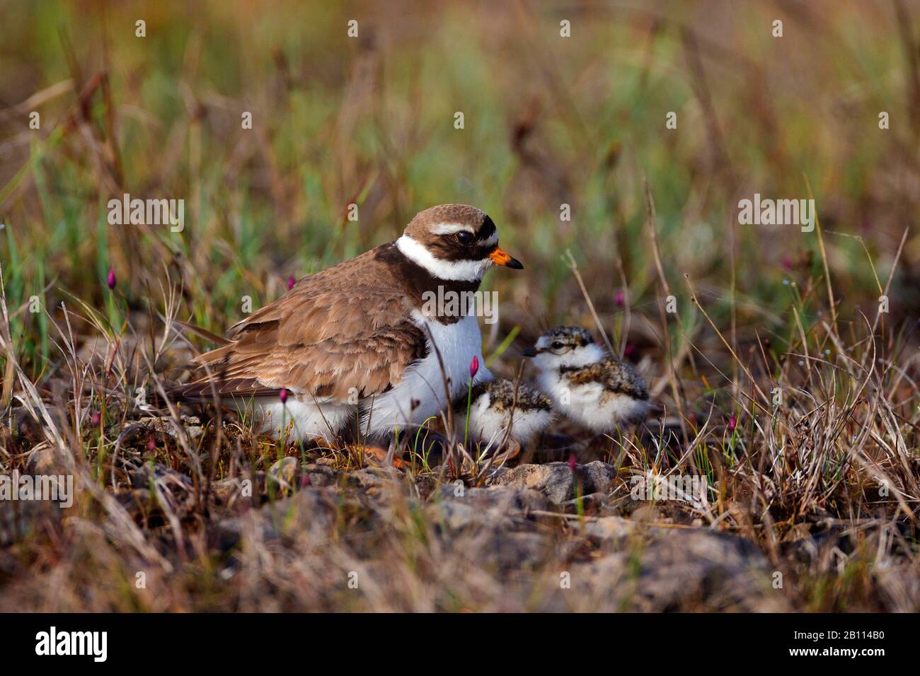 ringed plover (Charadrius hiaticula), with chicks, Germany Stock Photo ...
