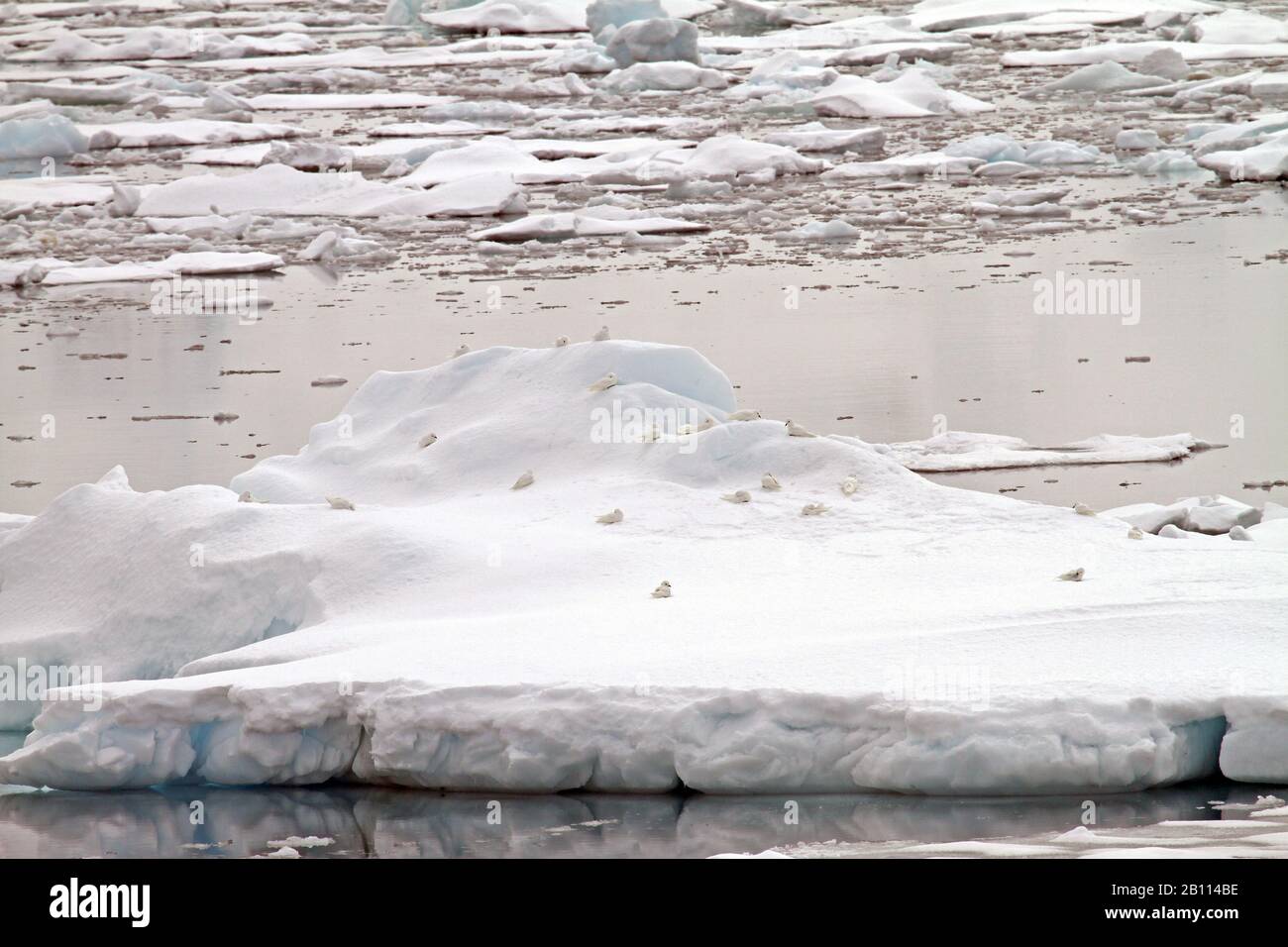 snow petrel (Pagodroma nivea), troop lying on drift ice in the Gerlache ...
