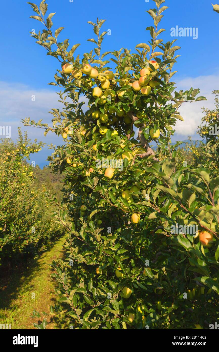 apple tree (Malus domestica), ready for harvesting apples at an apple ...