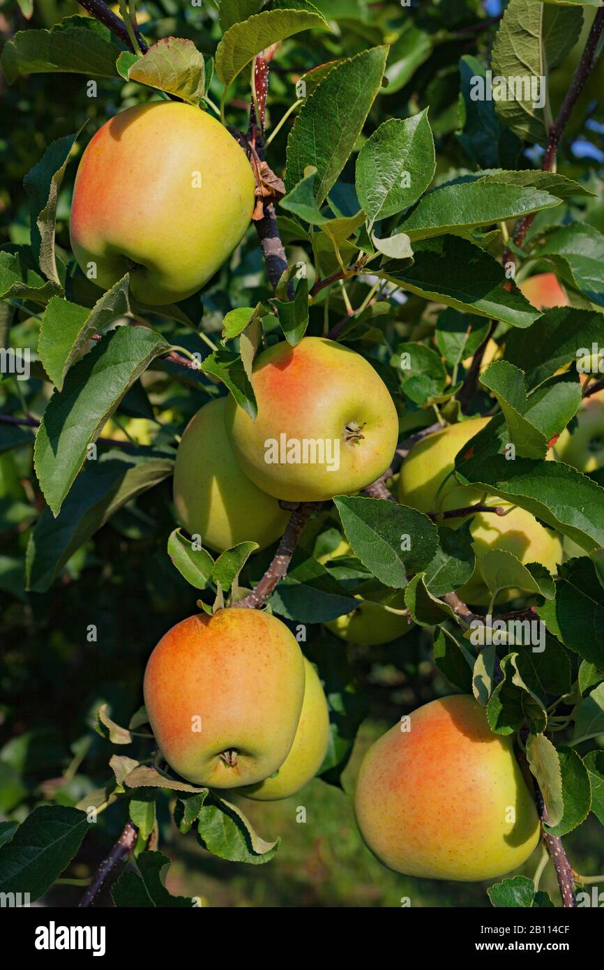 Apples apple tree hi-res stock photography and images - Alamy