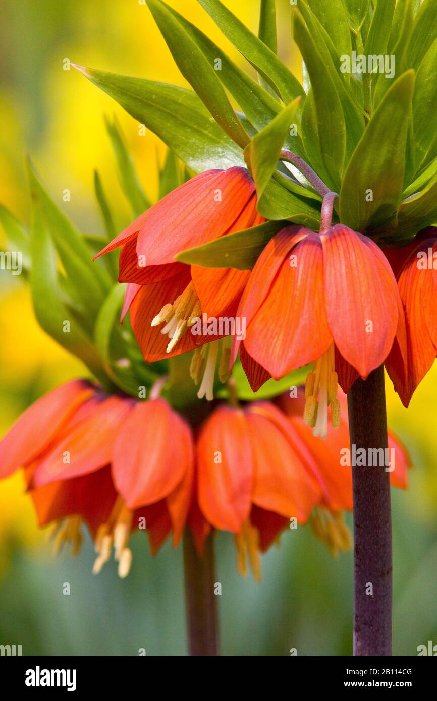 Crown imperial flowers hi-res stock photography and images - Alamy