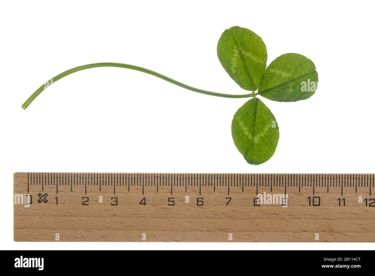 white clover (Trifolium repens), clover leaf, cutout with ruler ...