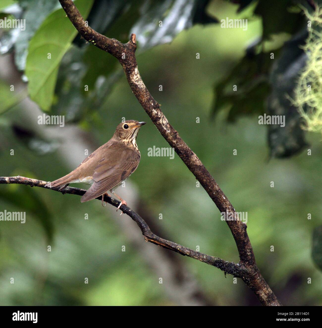 Catharus Ustulatus High Resolution Stock Photography and Images - Alamy