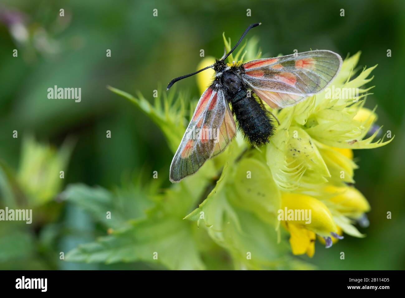Scotch burnet (Zygaena exulans), sitting on an inflorescence, view from ...