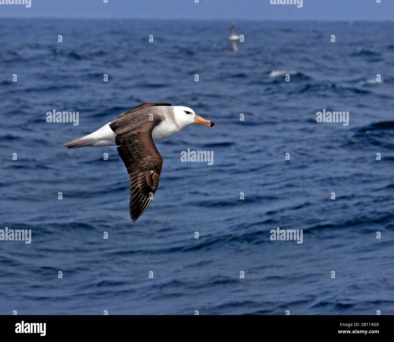 Antarctica antarctic albatross hi-res stock photography and images - Alamy